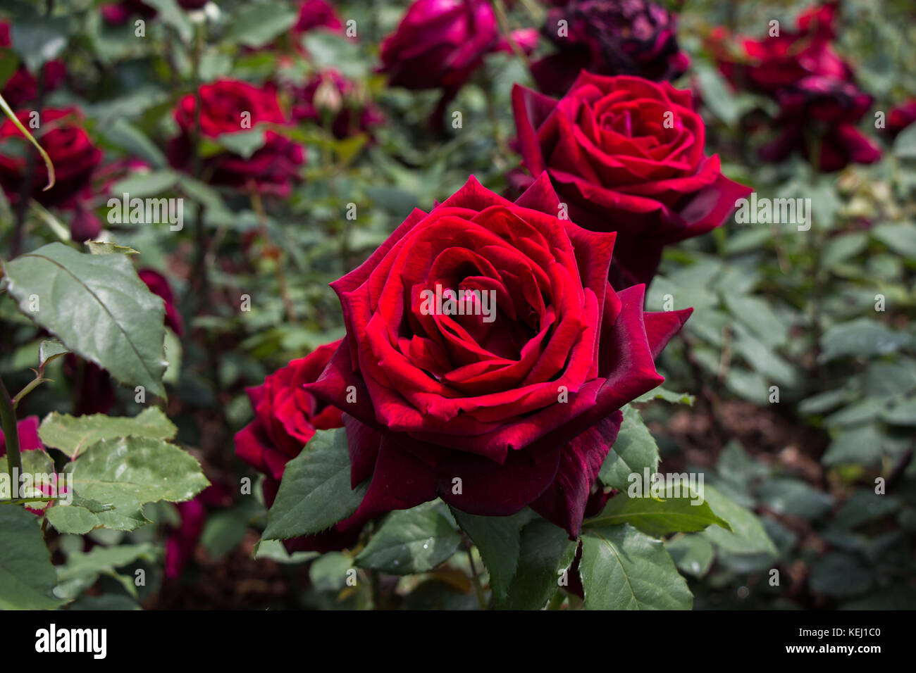 Blooming beautiful colorful roses in the garden background Stock Photo ...