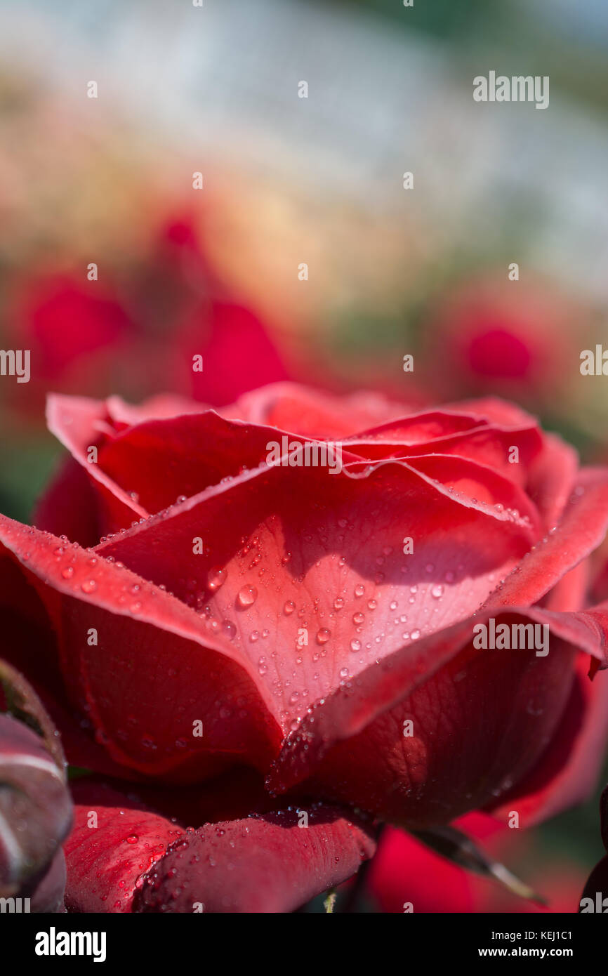 Beautiful fresh roses in close up view Stock Photo - Alamy