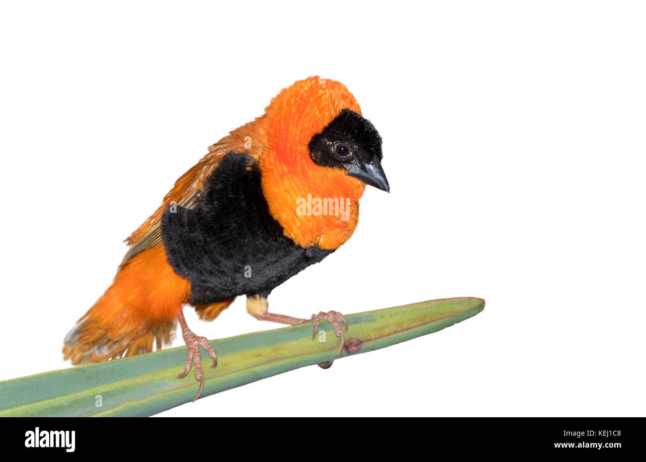 Male northern red bishop or orange bishop weaver (Euplectes ...