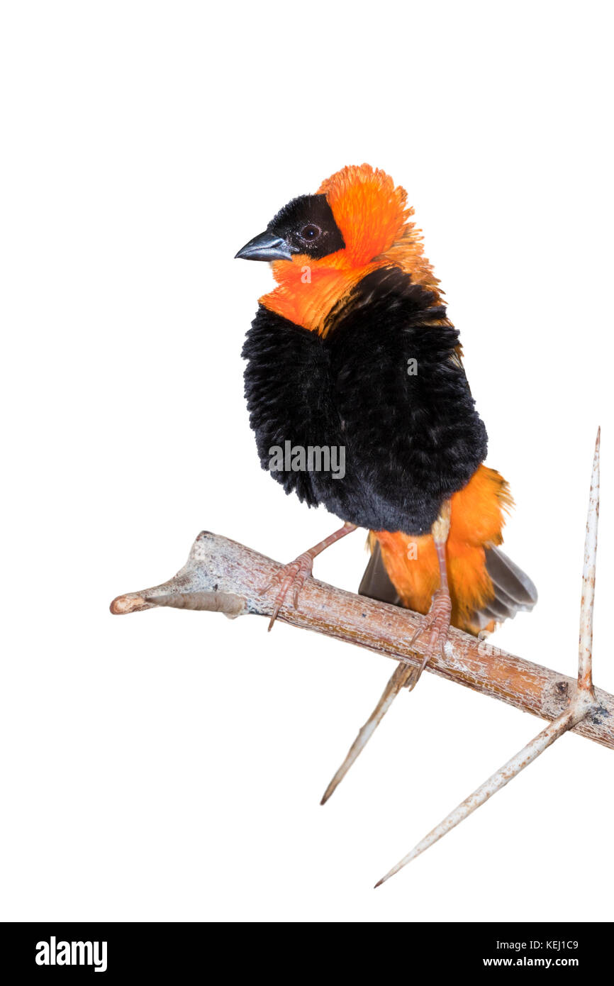 Red bishop hi-res stock photography and images - Alamy
