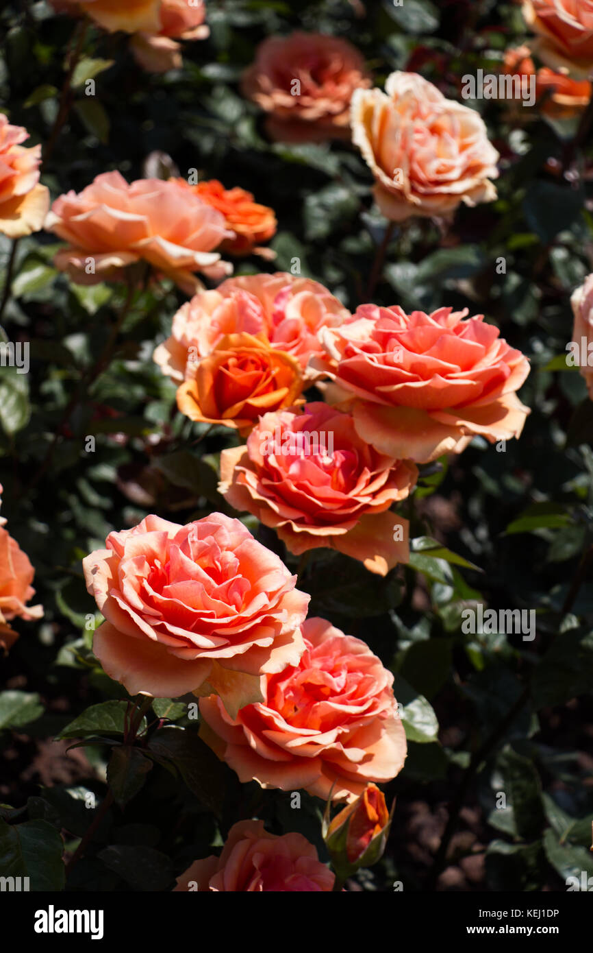 Blooming beautiful colorful roses in the garden background Stock Photo ...