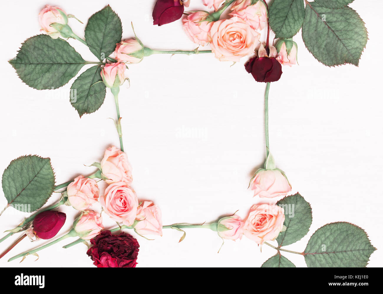 Frame made of pink roses, red flowers on a white background. Type of ...