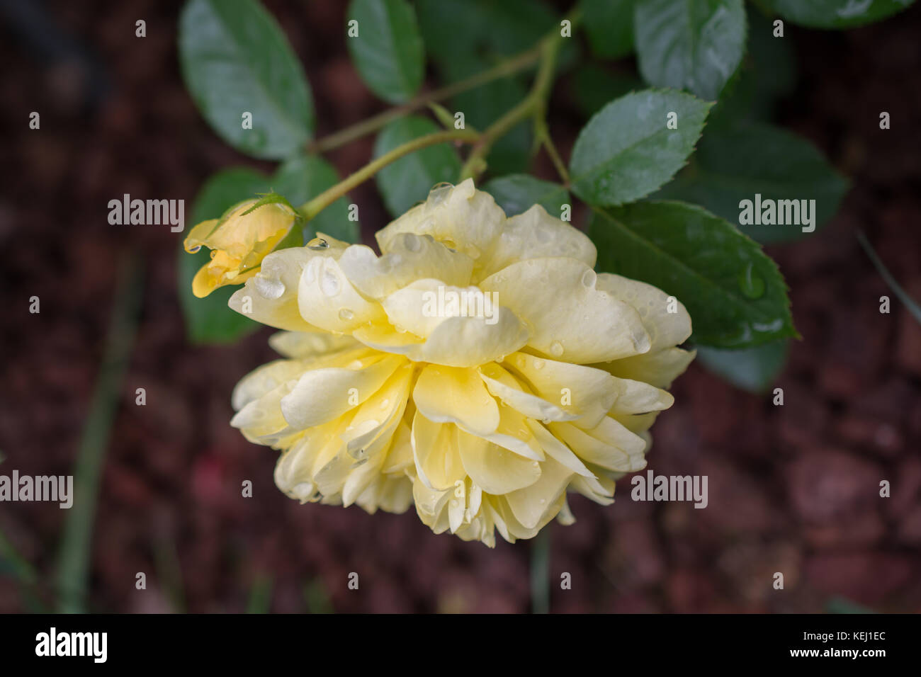 Beautiful colorful Rose Flower on garden background Stock Photo - Alamy