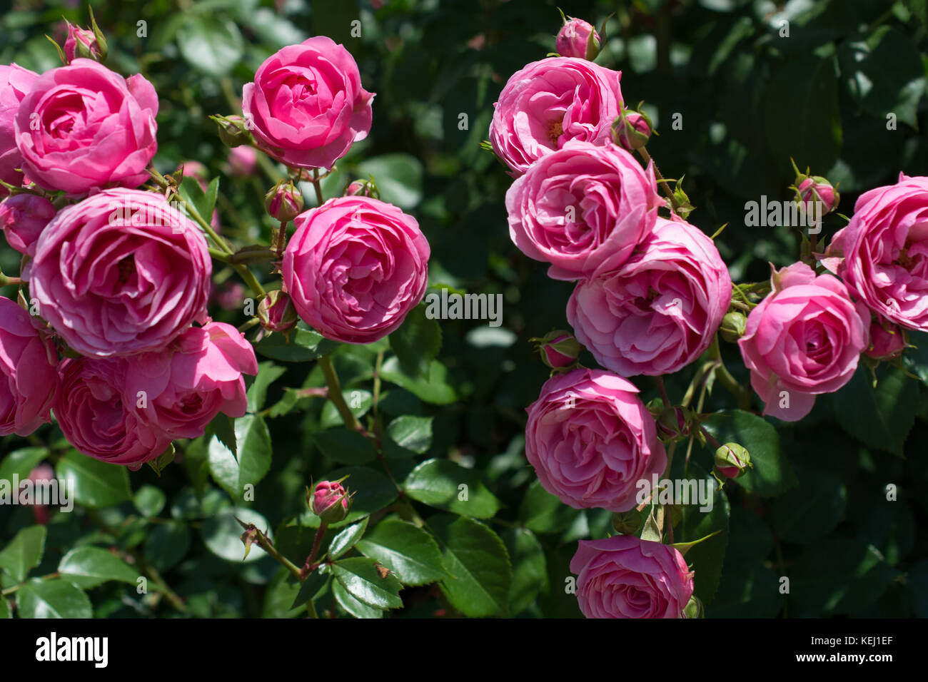 Blooming beautiful colorful roses in the garden background Stock Photo ...