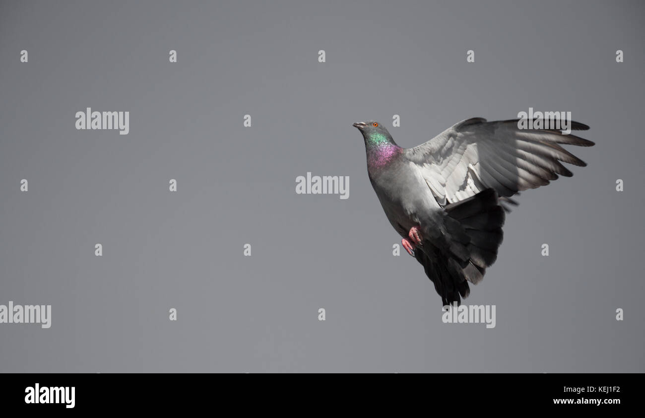 Single pigeon in the air with wings wide open Stock Photo - Alamy