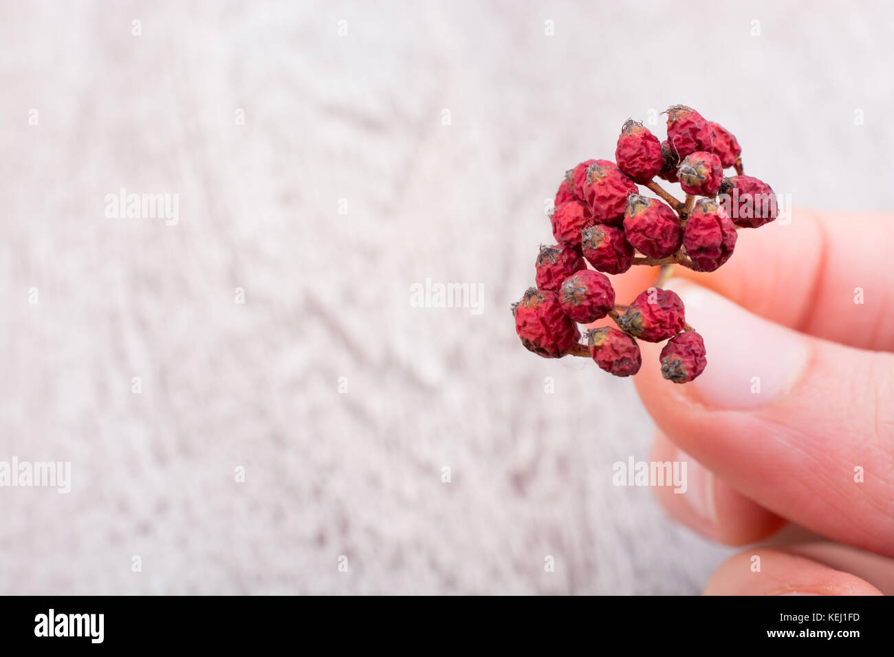 Ripe wild fruit of red color in hand Stock Photo - Alamy