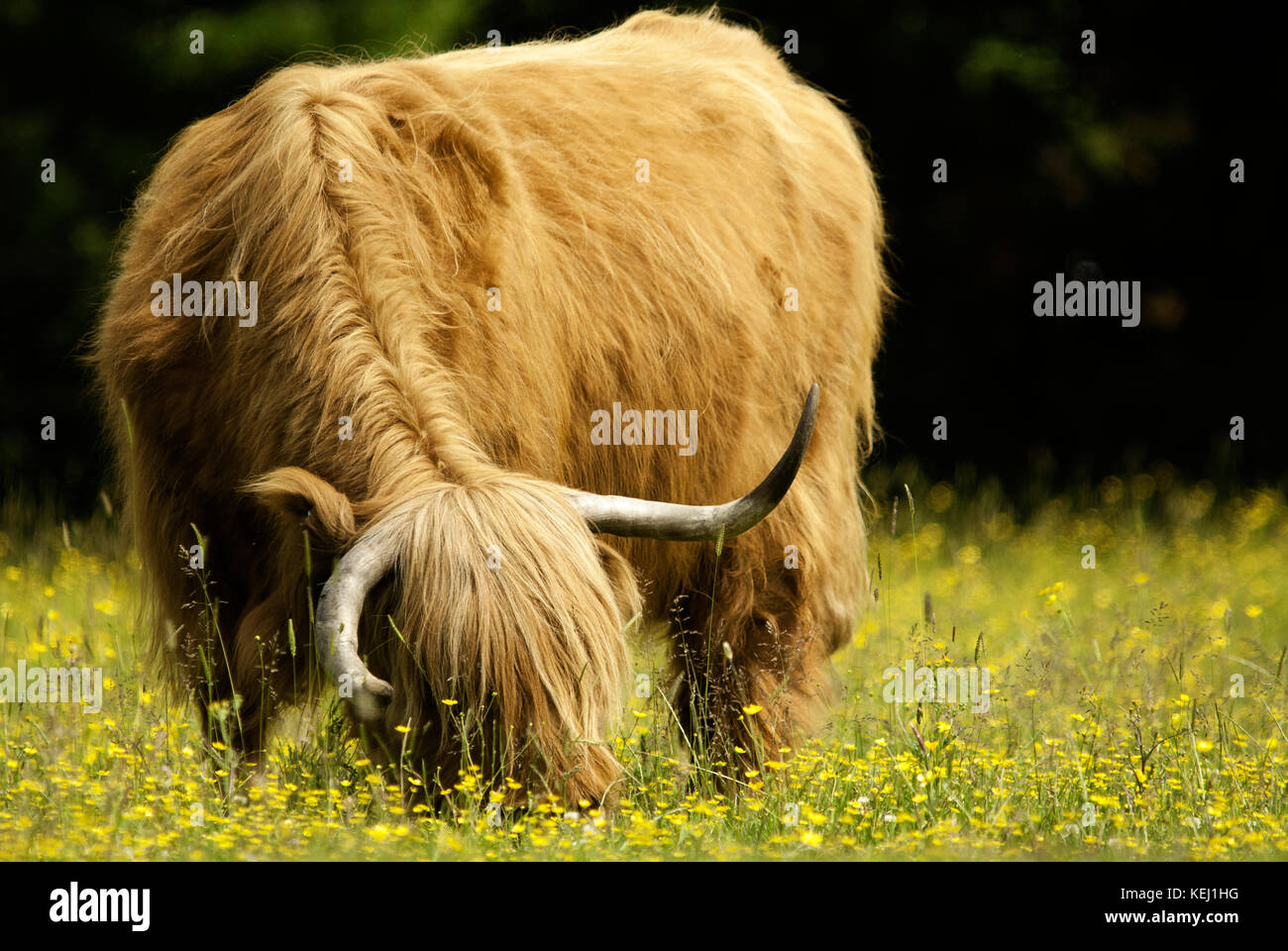 Highland Cattle roaming free in the New Forest, Hampshire Stock Photo ...