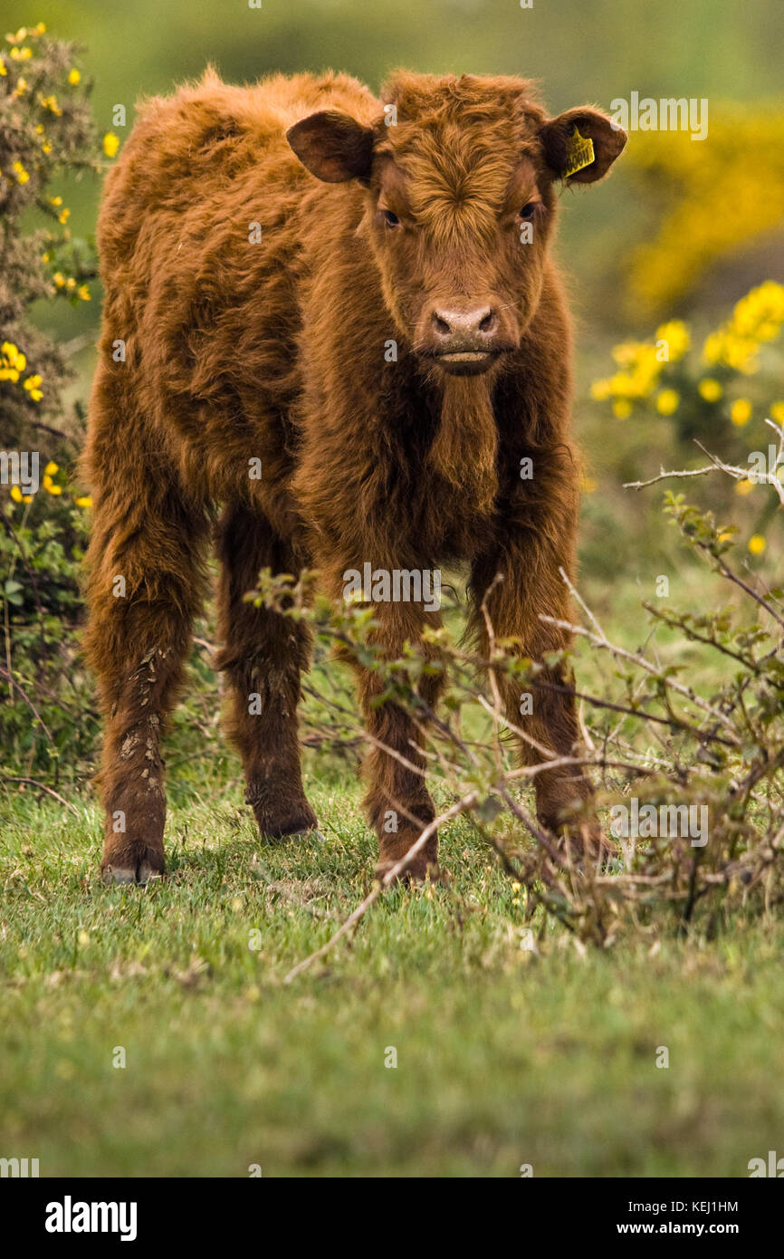 New forest highland cow hi-res stock photography and images - Alamy