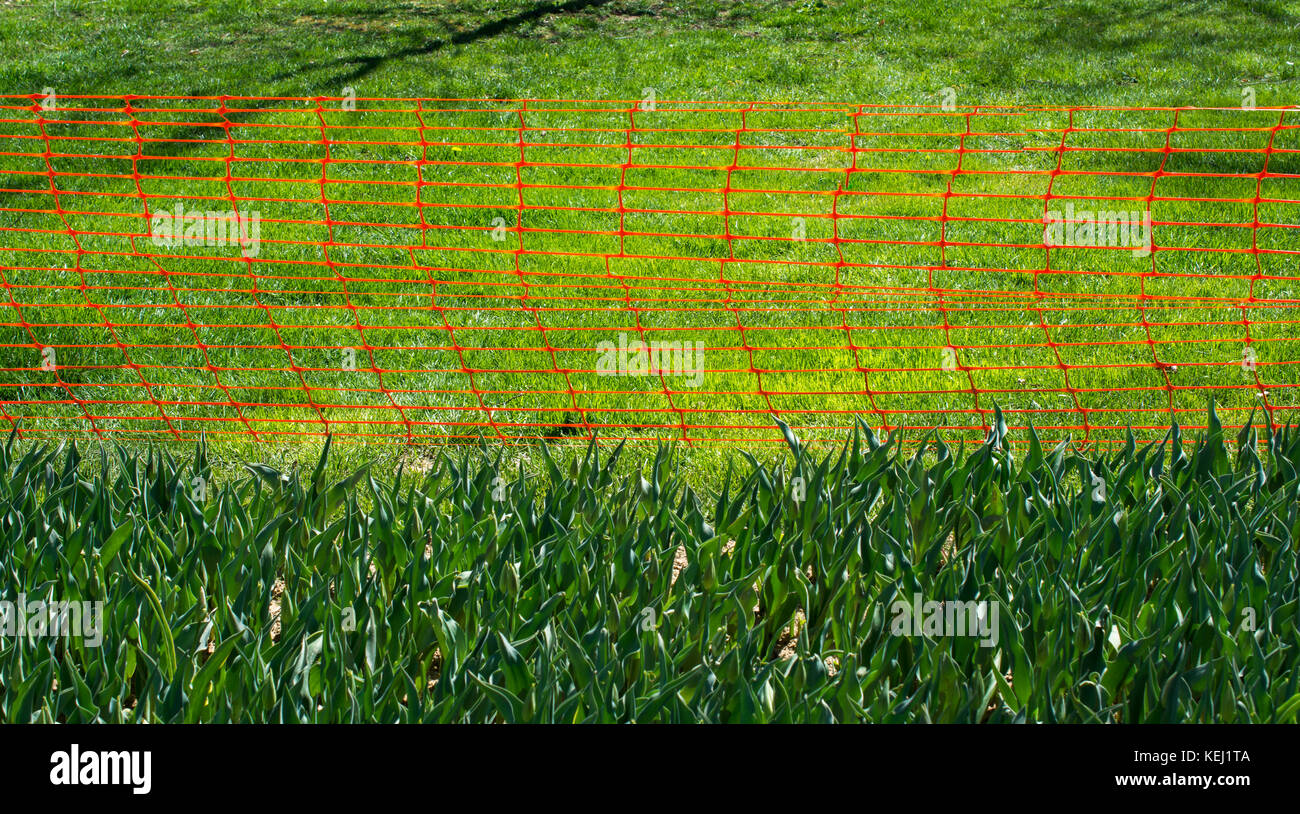 Rubber fence protection in the tulip garden Stock Photo - Alamy