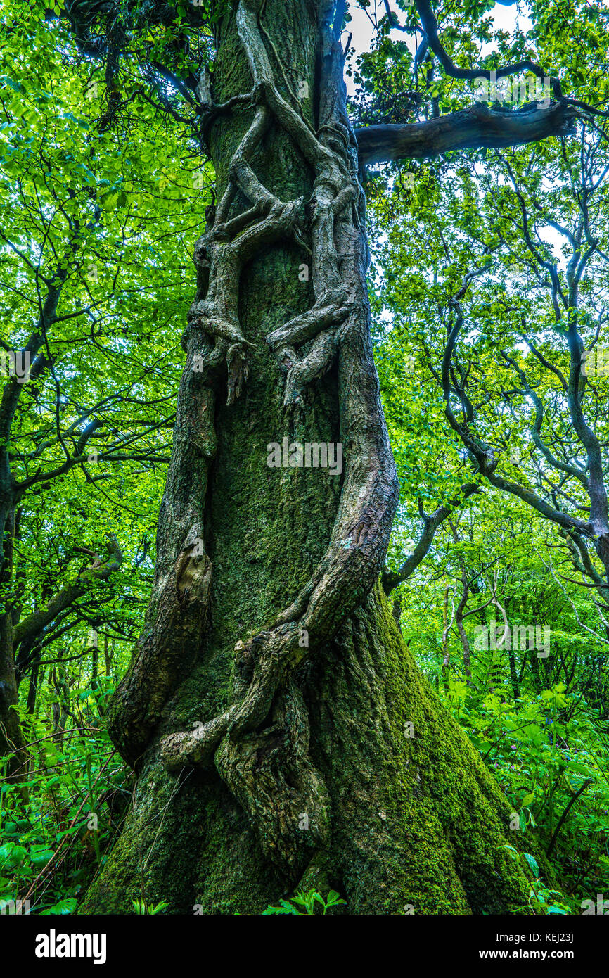 Tree trunk entwined with ivy Stock Photo - Alamy