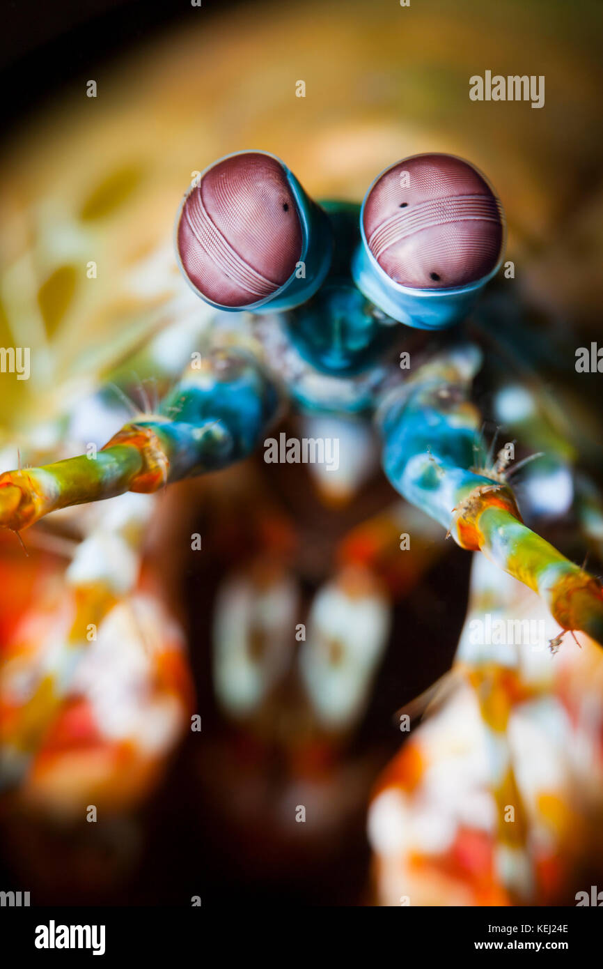 Odontodactylus scyllarus, known as the peacock mantis shrimp, harlequin ...