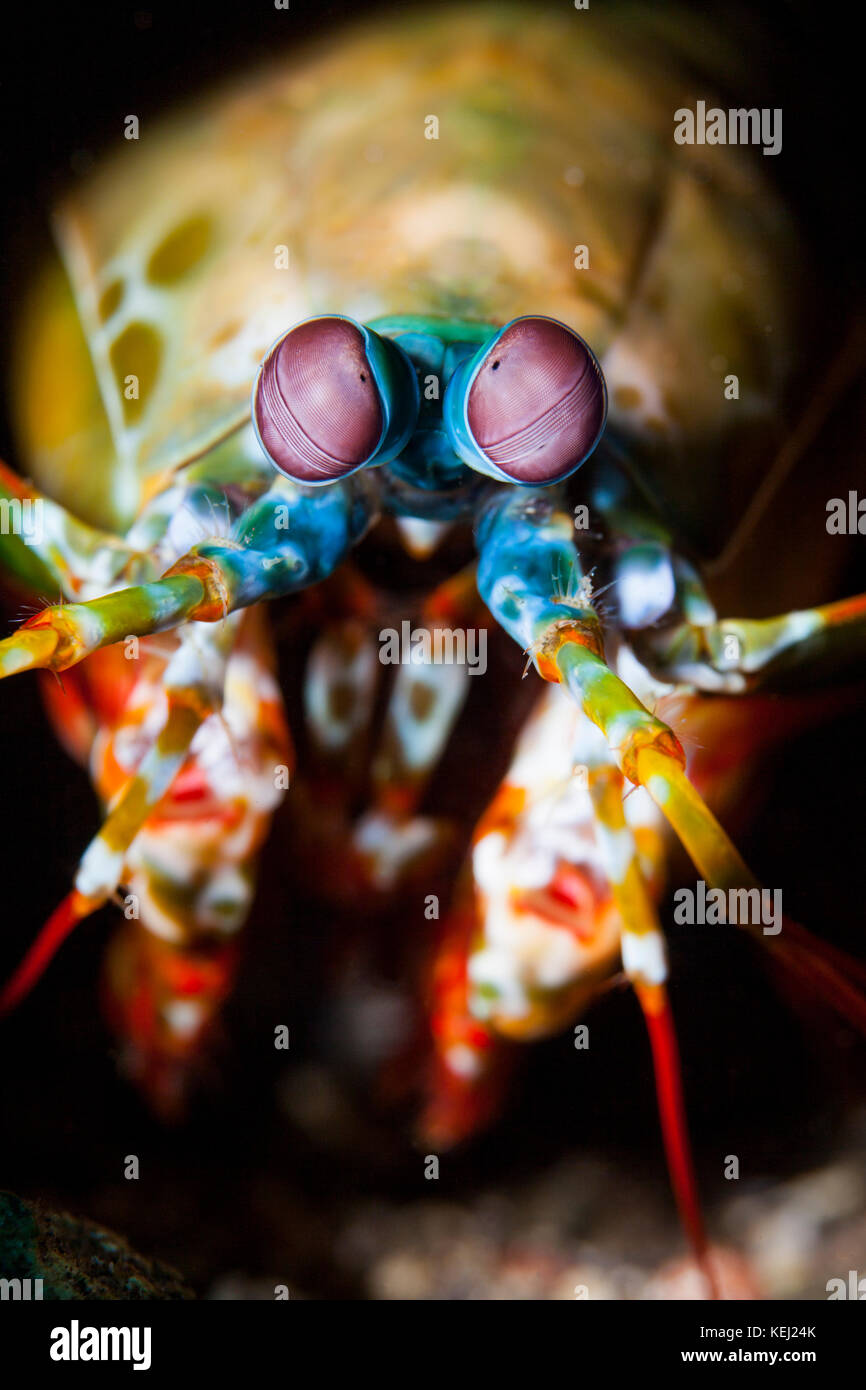 Odontodactylus scyllarus, known as the peacock mantis shrimp, harlequin ...