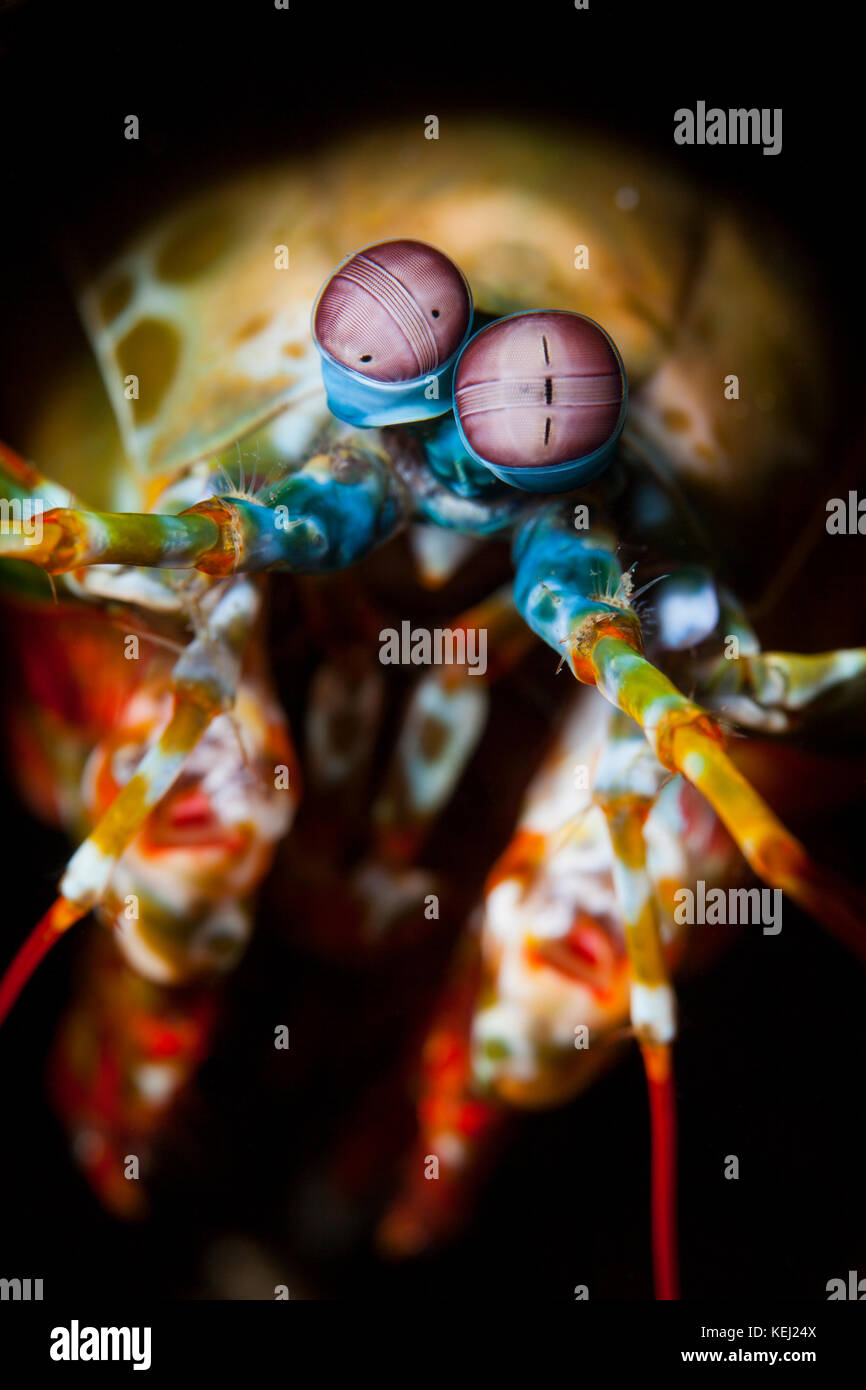 Odontodactylus scyllarus, known as the peacock mantis shrimp, harlequin ...
