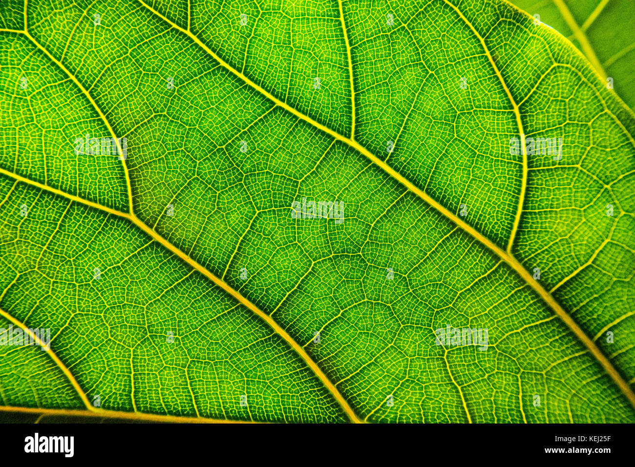 Green leaf in close-up, showing veins Stock Photo - Alamy