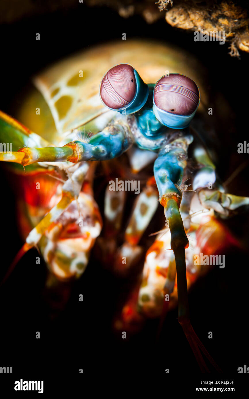 Odontodactylus scyllarus, known as the peacock mantis shrimp, harlequin ...