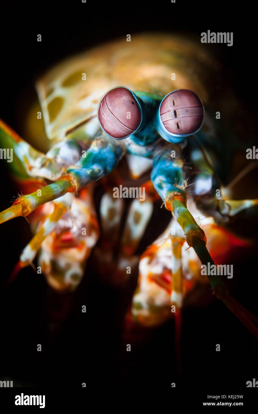 Odontodactylus scyllarus, known as the peacock mantis shrimp, harlequin ...