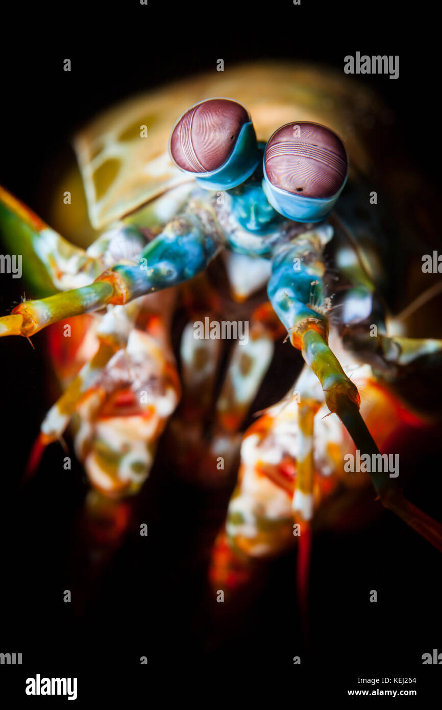 Harlequin mantis shrimp hi-res stock photography and images - Alamy