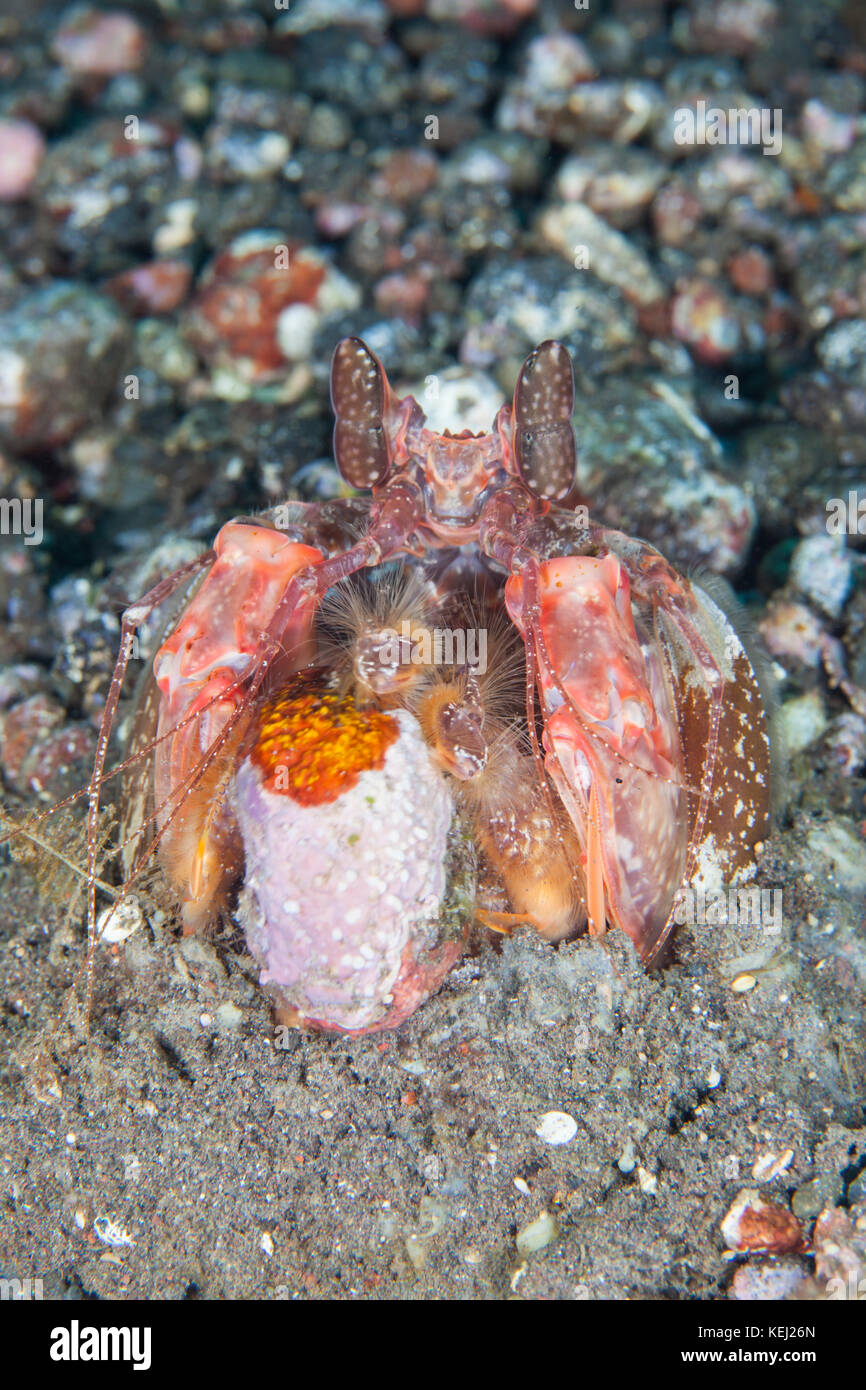 Lysiosquillina maculata the zebra mantis shrimp, striped mantis shrimp ...
