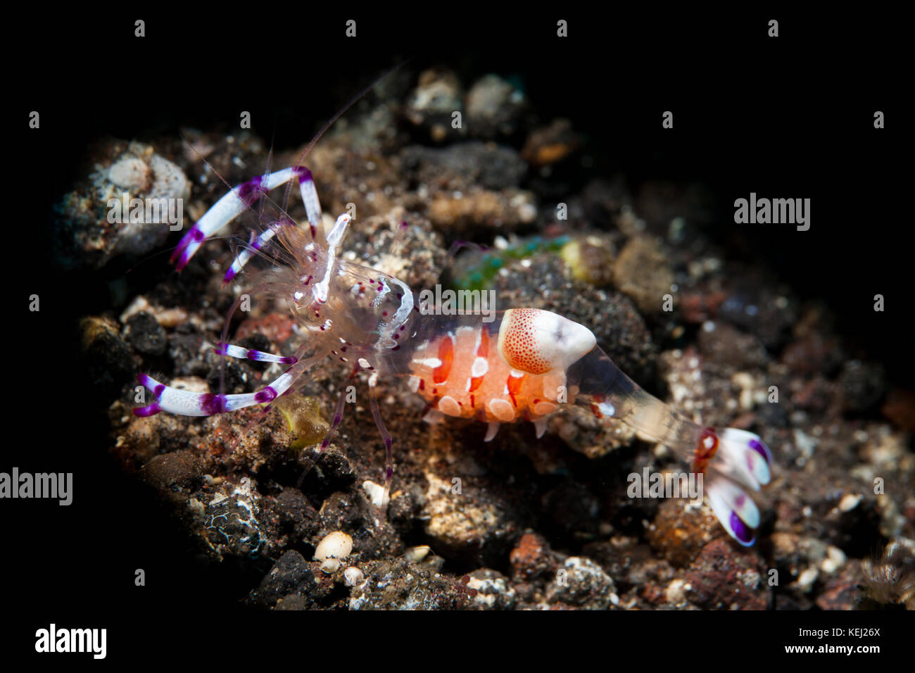 Cleaner shrimp (Periclimenes Venustus Stock Photo - Alamy