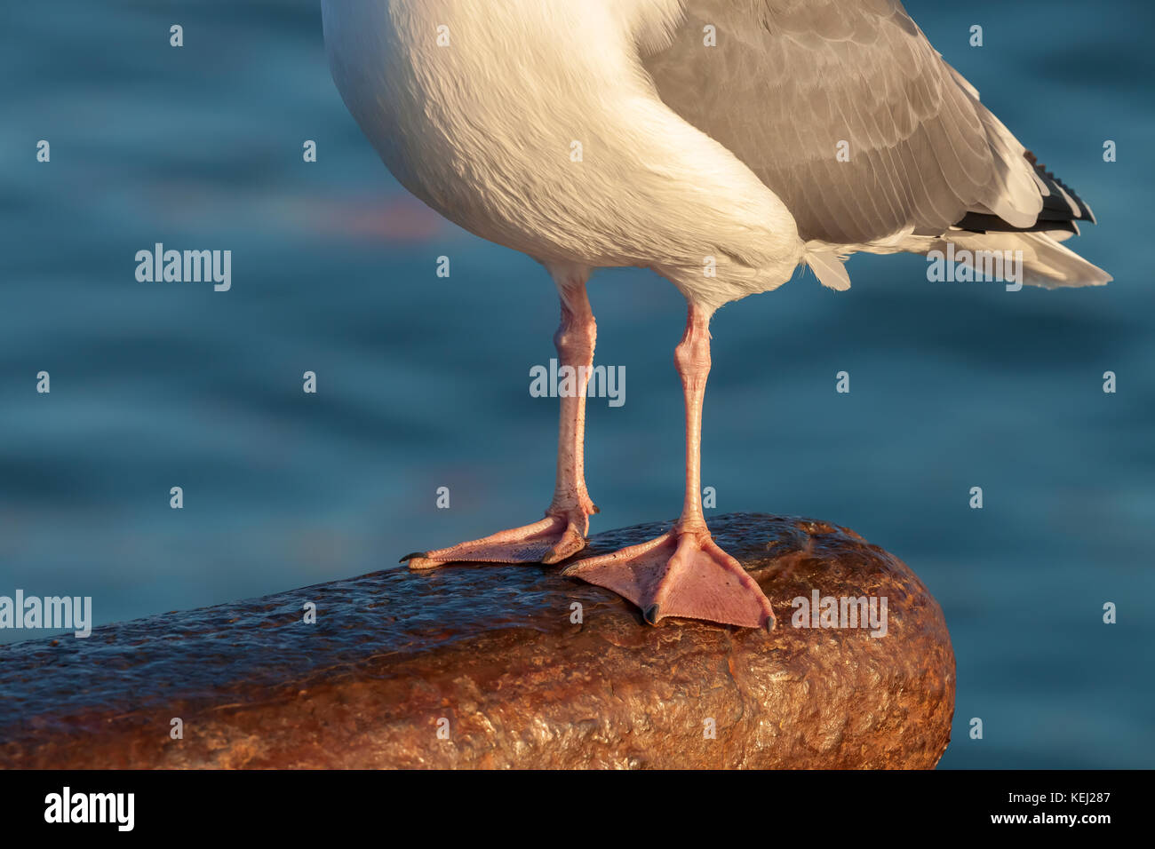 Seagull Feet High Resolution Stock Photography and Images - Alamy