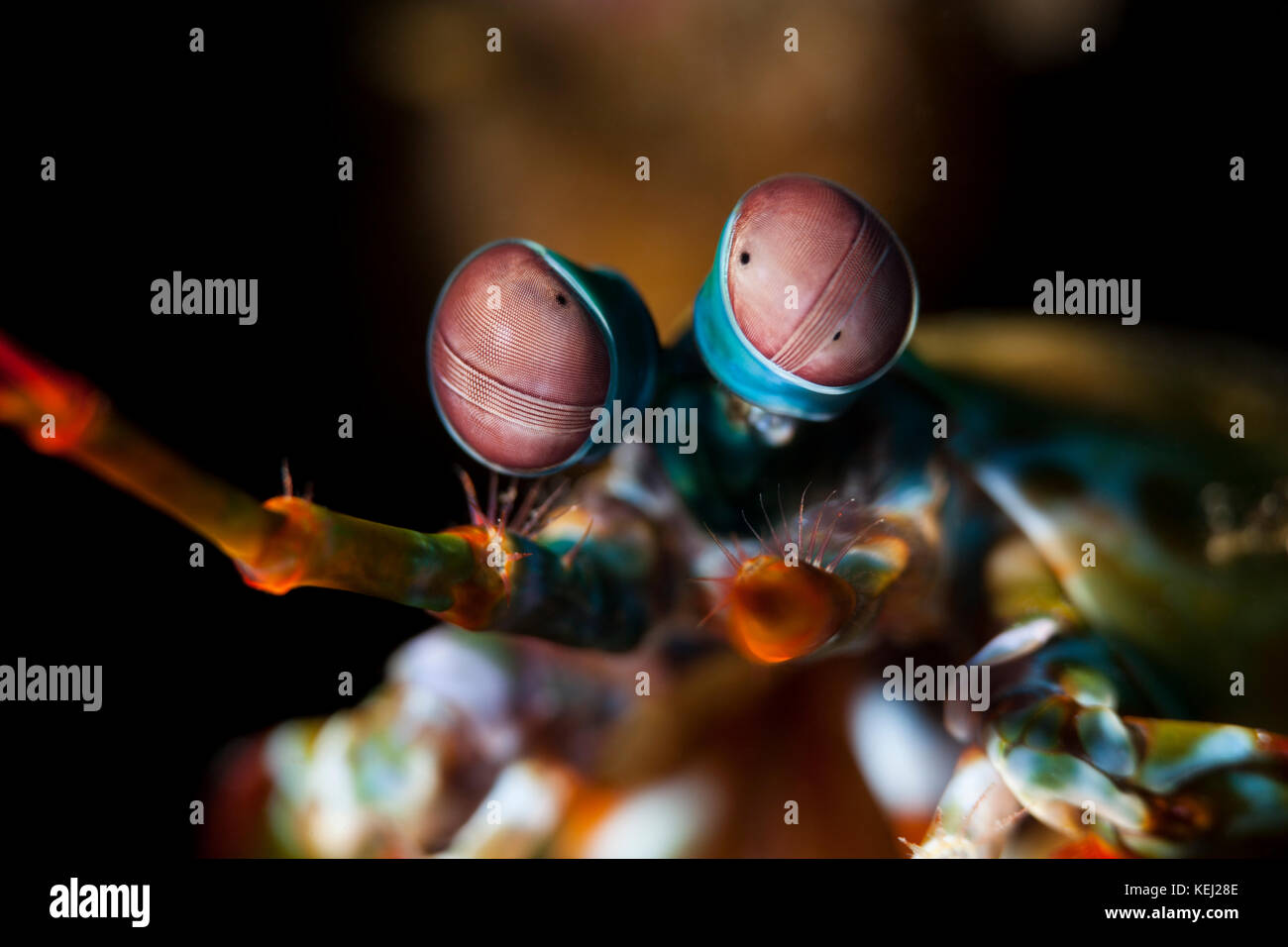 Odontodactylus scyllarus, known as the peacock mantis shrimp, harlequin ...