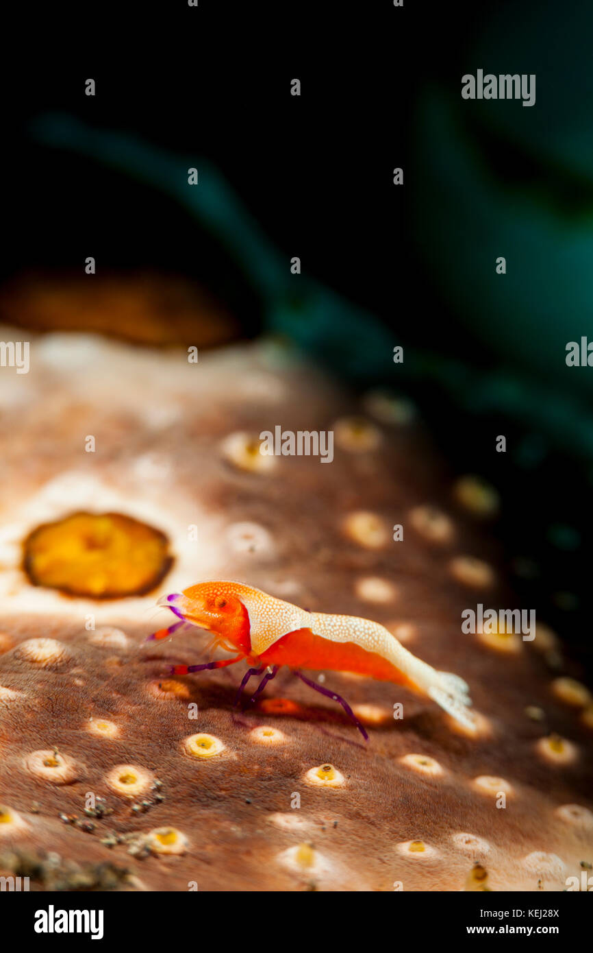 Periclimenes imperator, known as the emperor shrimp Stock Photo - Alamy