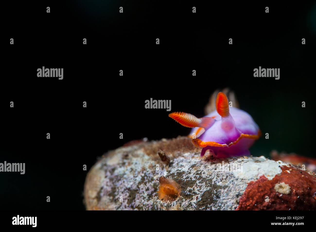 Blue angel slug hi-res stock photography and images - Alamy