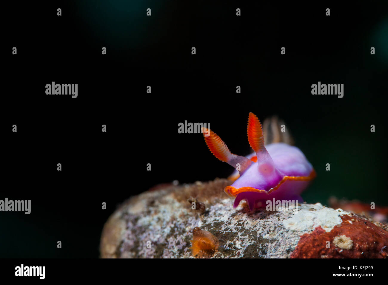 Blue angel slug hi-res stock photography and images - Alamy