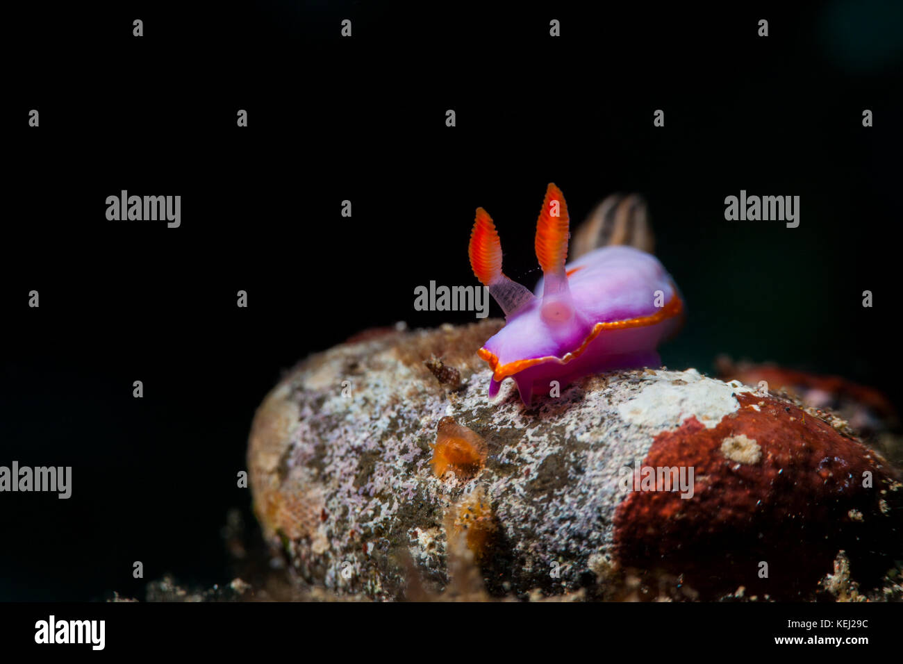 Blue angel slug hi-res stock photography and images - Alamy