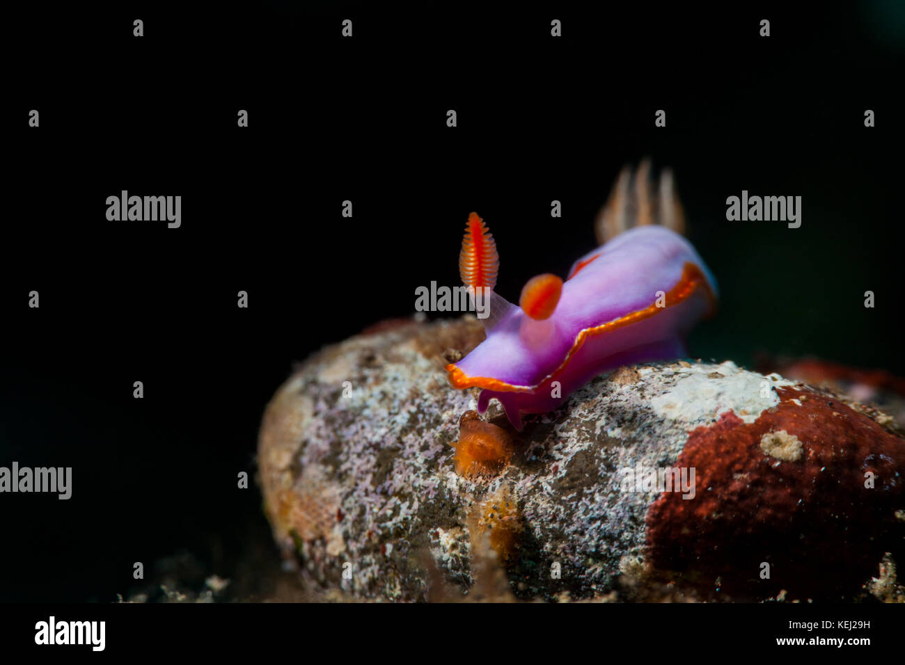 Blue angel slug hi-res stock photography and images - Alamy