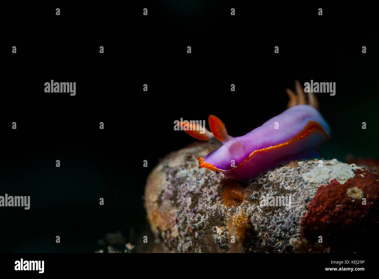 Blue angel slug hi-res stock photography and images - Alamy