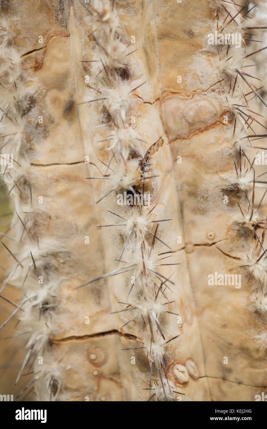 Barrel cactus water hi-res stock photography and images - Alamy