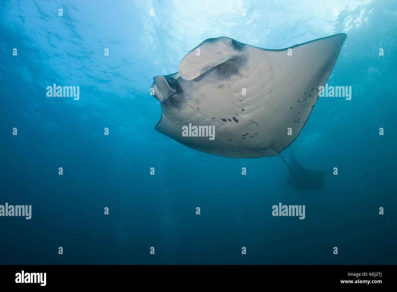 Two Manta Rays Stock Photo - Alamy