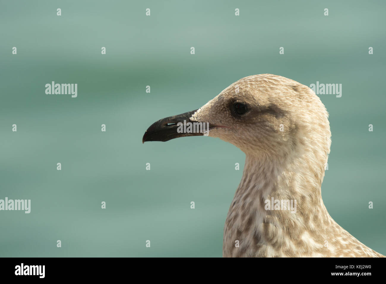 A dove in profile Stock Photo - Alamy