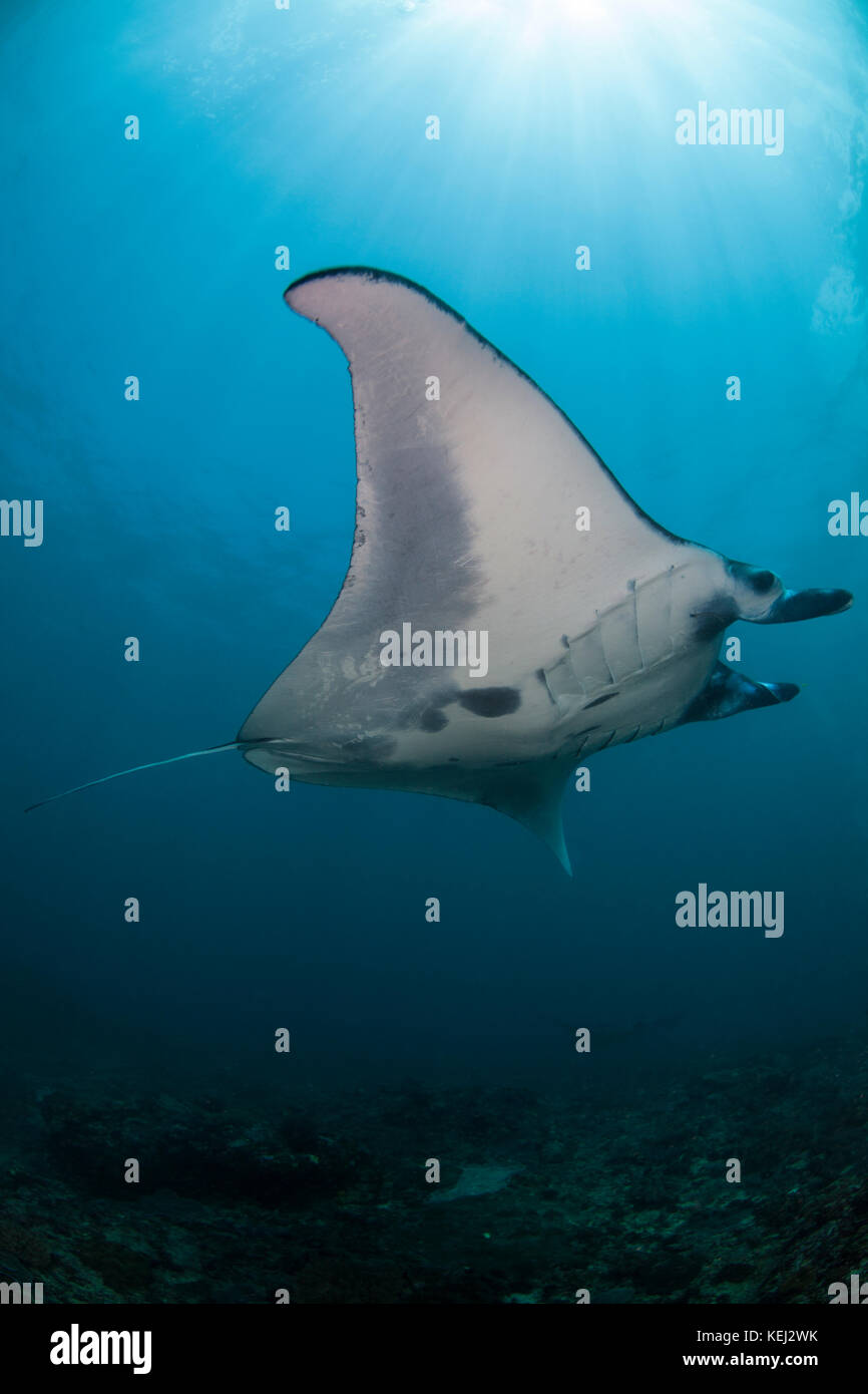 Manta point hi-res stock photography and images - Alamy