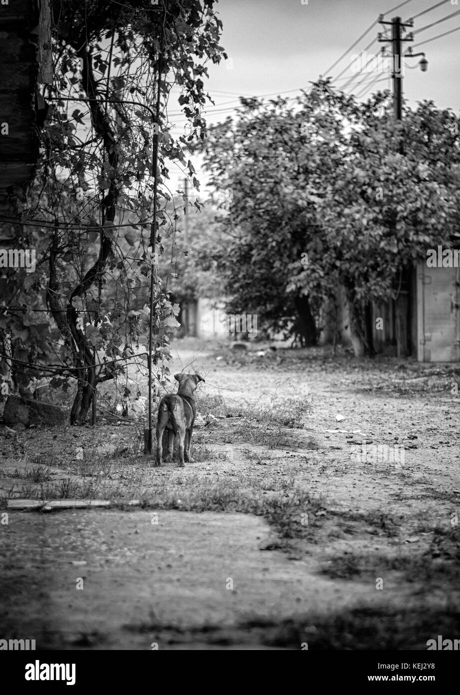Stray street scene Black and White Stock Photos & Images - Alamy