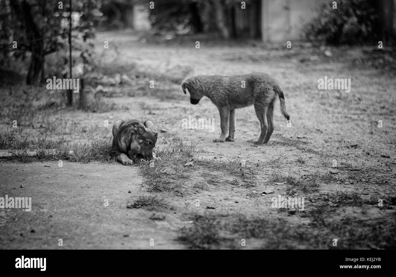Picture from the life of stray dogs Stock Photo - Alamy