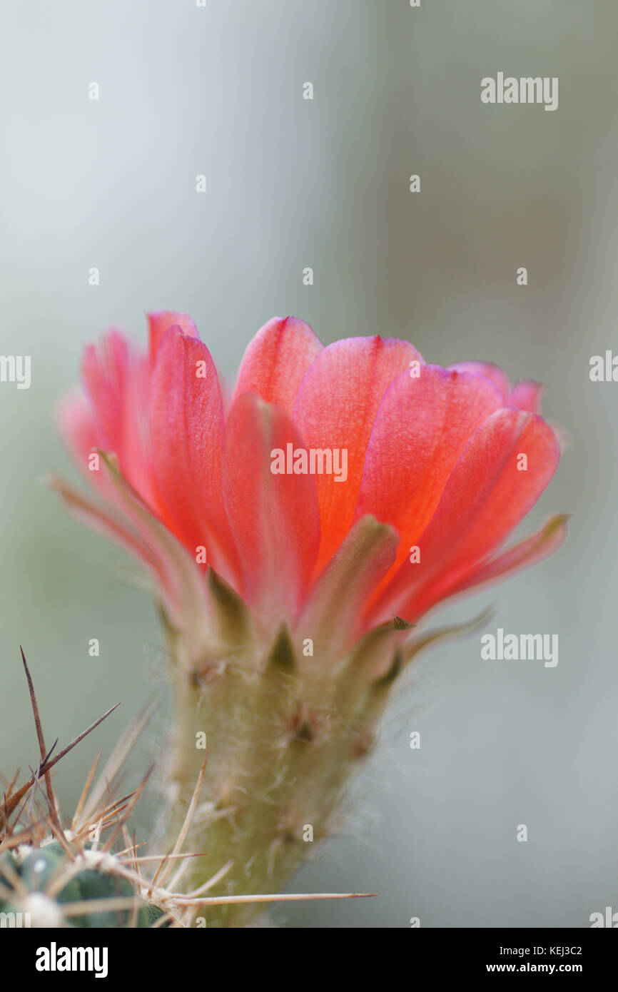 Welsh flower hi-res stock photography and images - Alamy