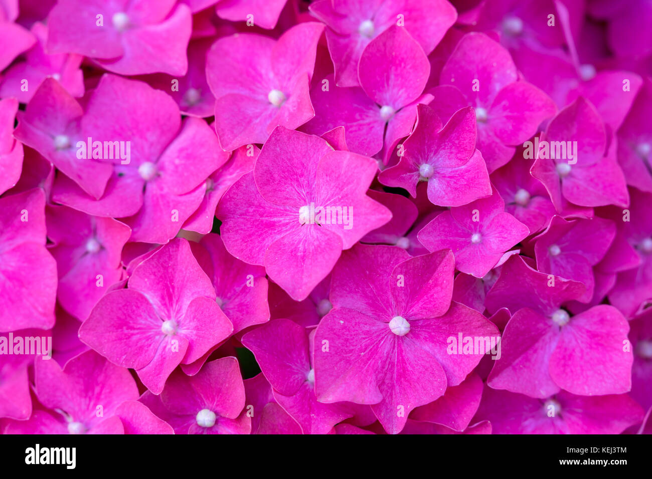 Colorful background of beautiful purple hortensia - hydrangea Stock ...