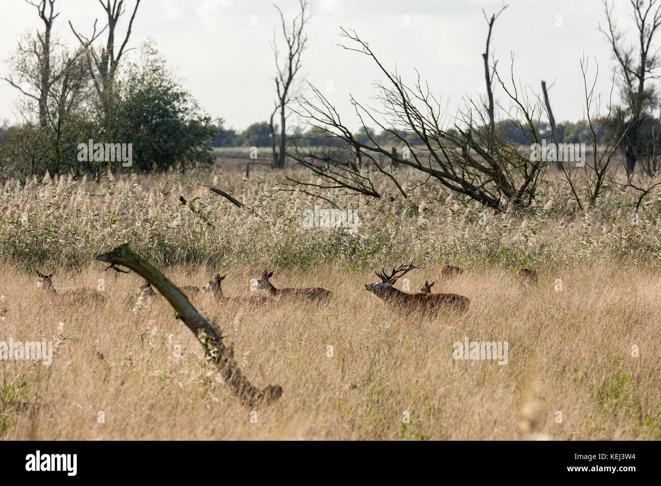 National Park Oostvaardersplassen with deer in mating season Stock ...