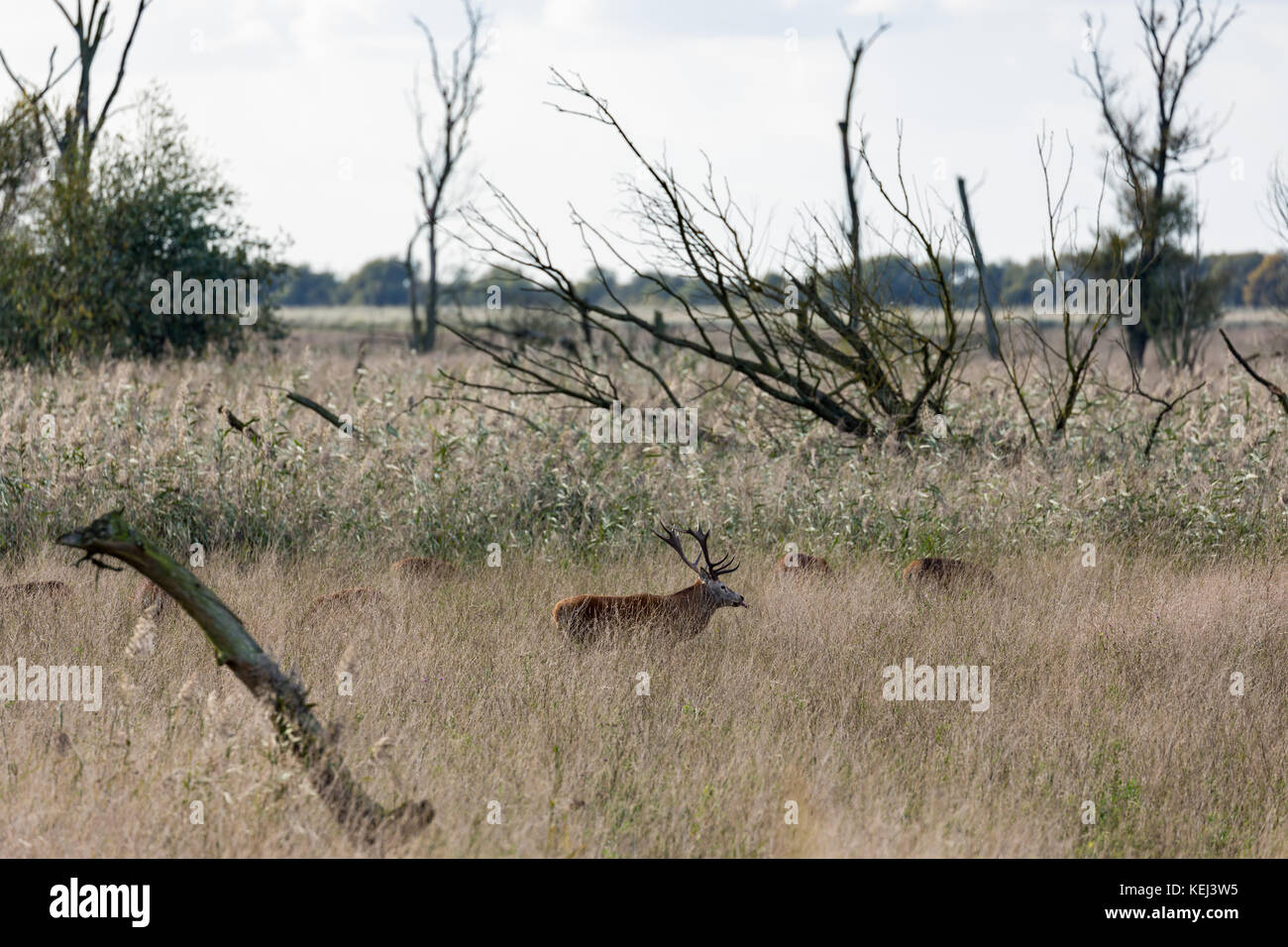 Deer mating hi-res stock photography and images - Alamy