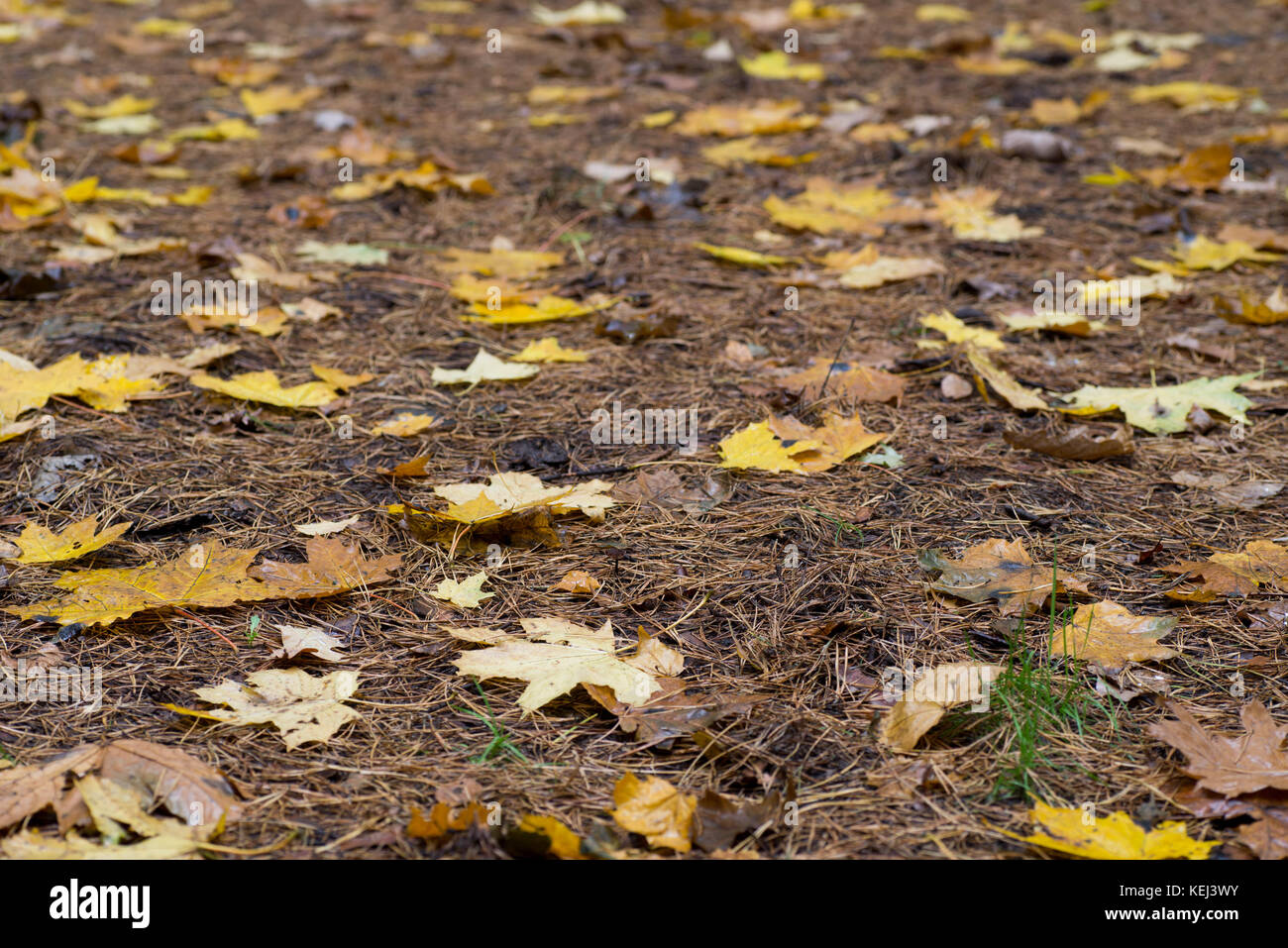 fallen fall leaves in forest Stock Photo - Alamy