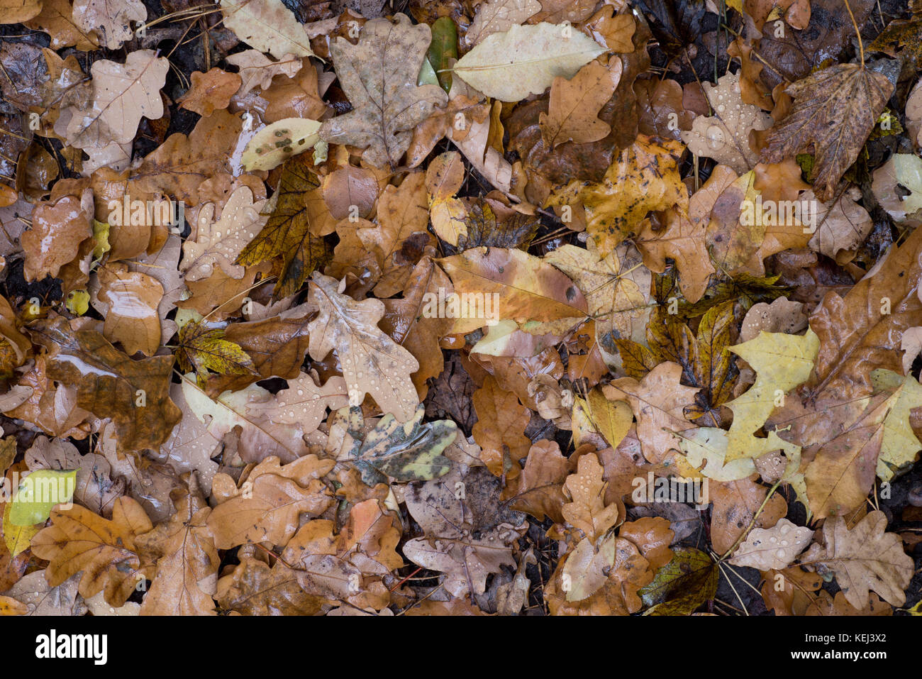 fallen fall leaves in forest Stock Photo - Alamy