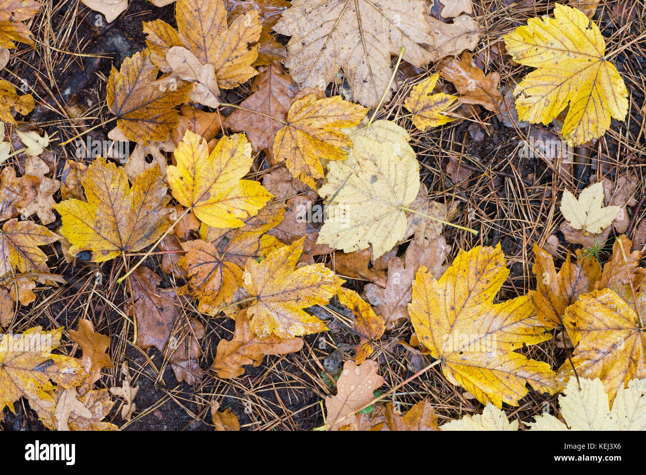 fallen fall leaves in forest Stock Photo - Alamy