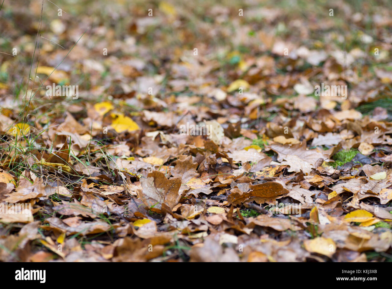 fallen fall leaves in forest Stock Photo - Alamy