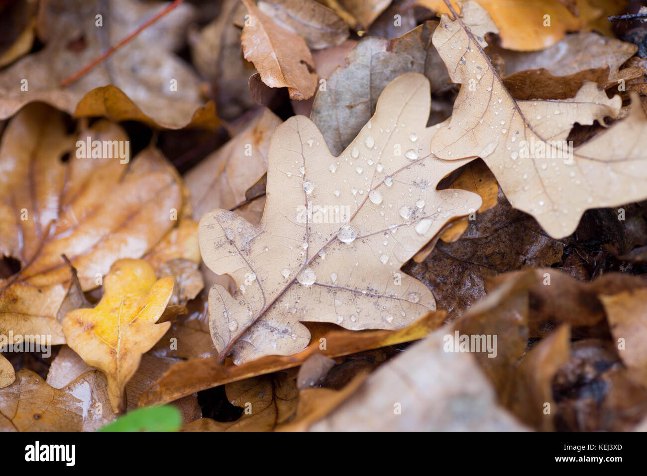 fallen fall leaves in forest Stock Photo - Alamy