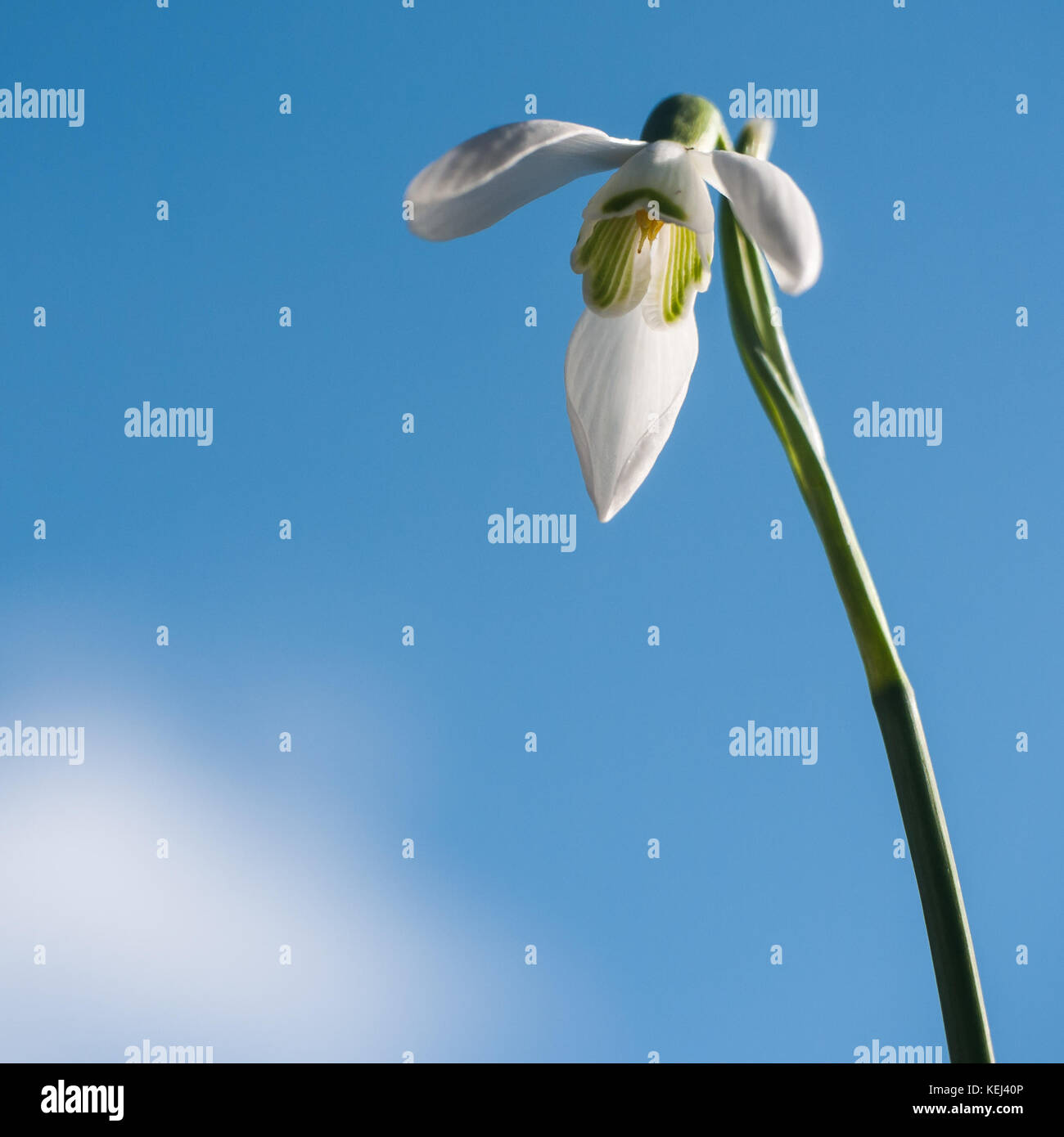 A close-up shot of a single snowdrop shot against a blue sky Stock ...