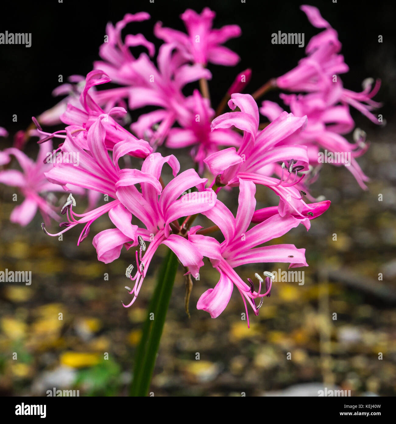 A small collection of pink nerine blooms Stock Photo - Alamy