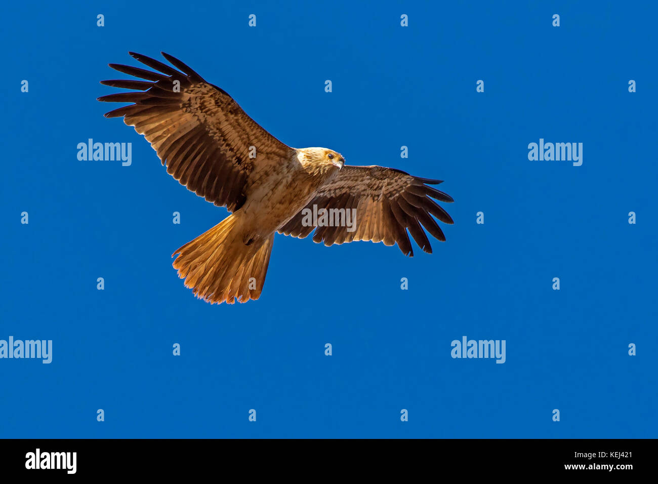 Whistling Kite (Haliastur sphenurus) . A common Australian raptor Stock ...
