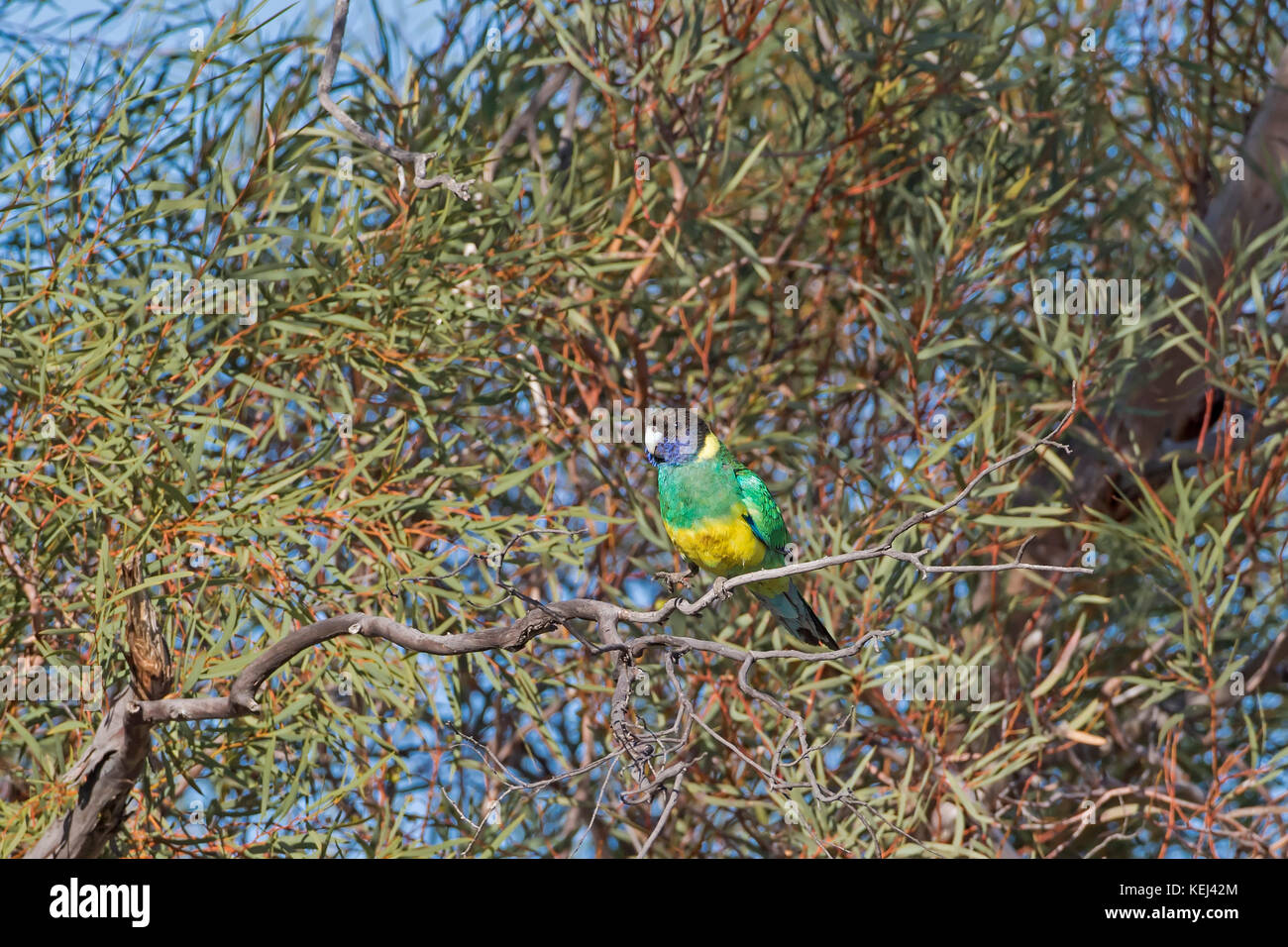Australian Ringneck (Barnardius zonarius) also known as the Port ...